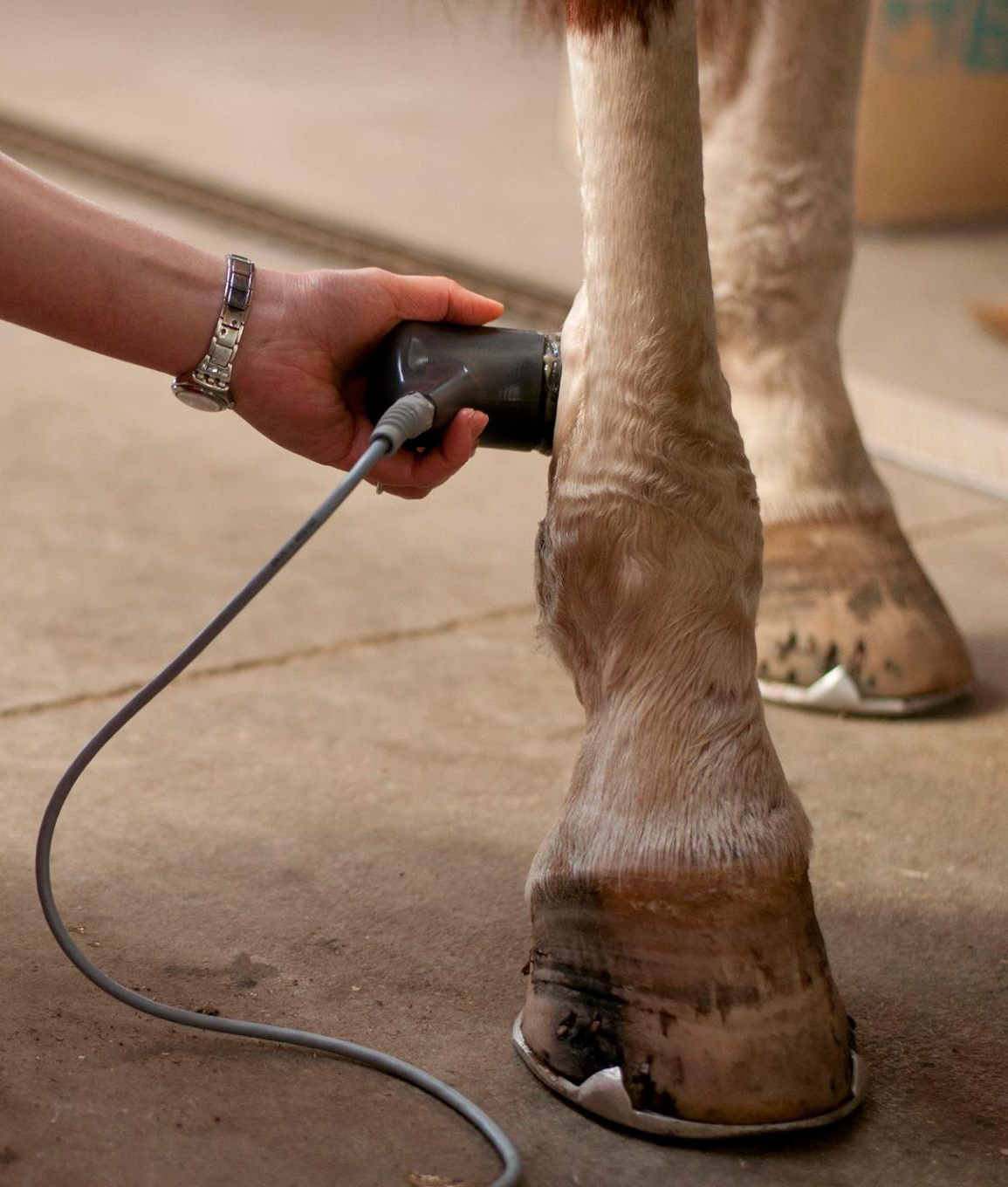 Vetel Diagnostics and EQ Veterinary Providing Revolutionary Treatment ...