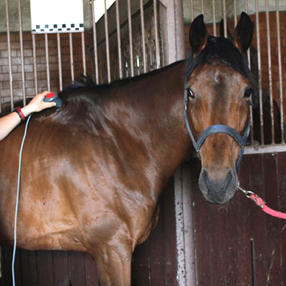 Why an Accurate Diagnosis is Fundamental - EQ Veterinary