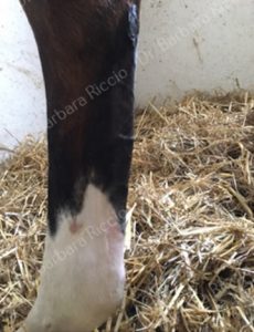 Low Frequency Ultrasound Therapy Treatment of Superficial Digital ...