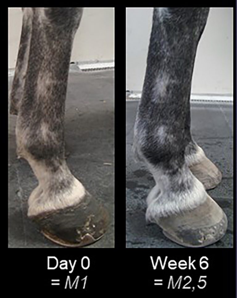 Low Frequency Ultrasound Therapy on a Horse with Tendinopathy of the ...