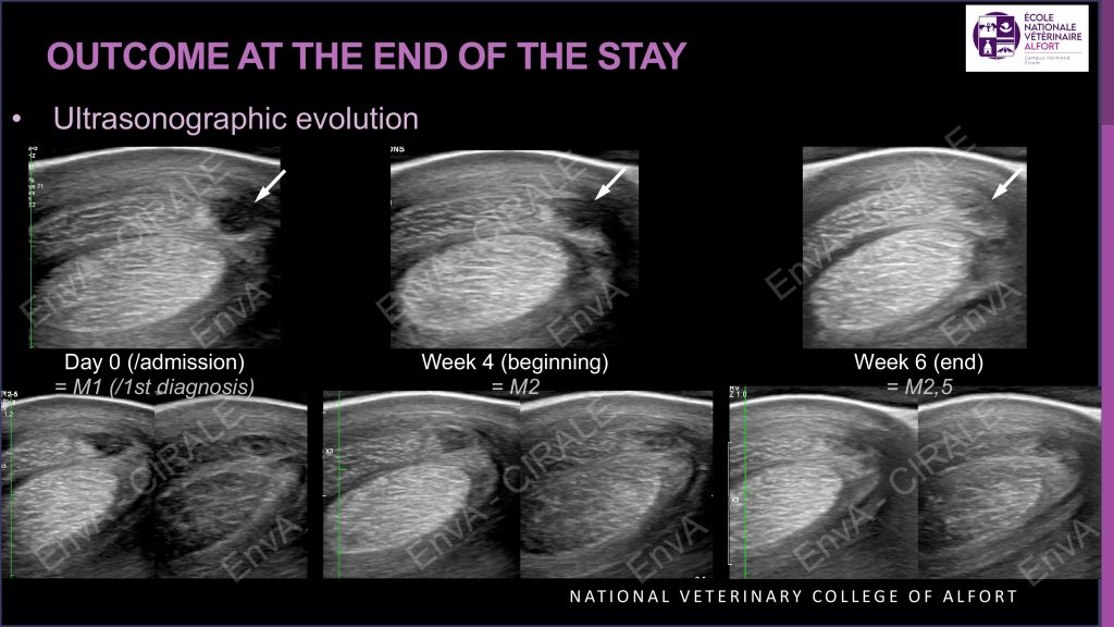 Low Frequency Ultrasound Therapy on a Horse with Tendinopathy of the ...